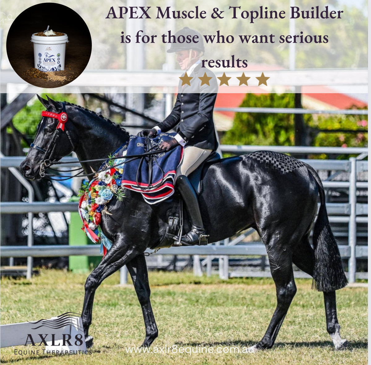 AXLR8 Equine