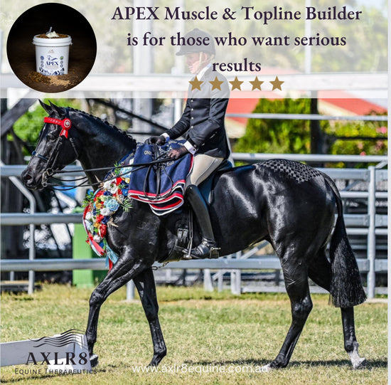 AXLR8 Equine